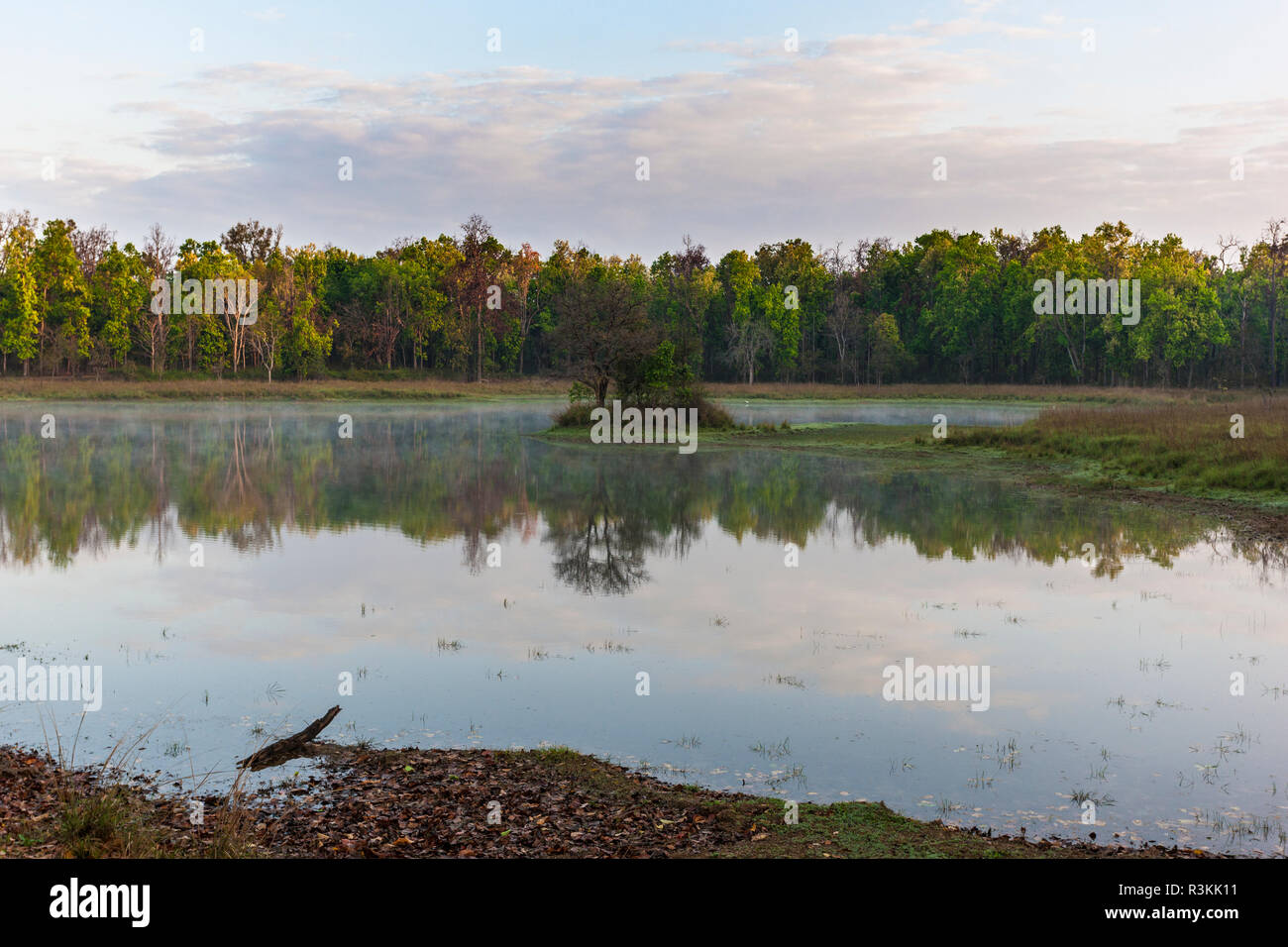 India. Sal forest at Kanha tiger reserve Stock Photo - Alamy