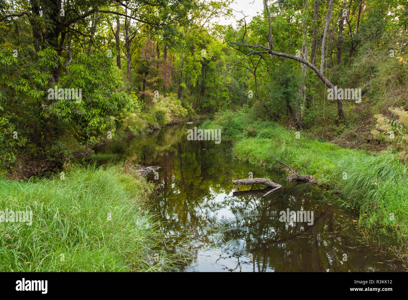 Sal forest hi-res stock photography and images - Alamy