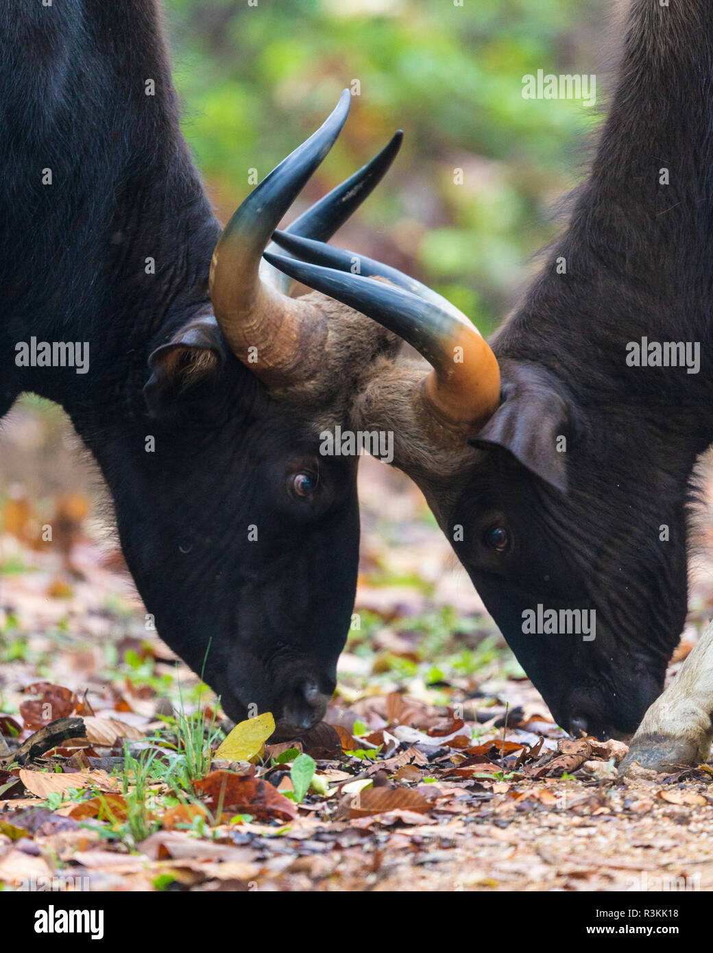 India. Gaur, Indian wild bison (Bos gaurus) face off at Kanha tiger ...