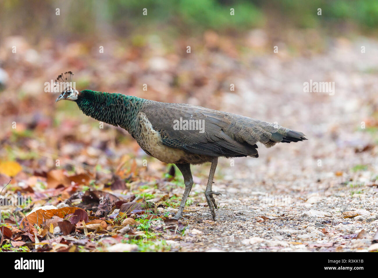 India pavo cristatus hi-res stock photography and images - Alamy