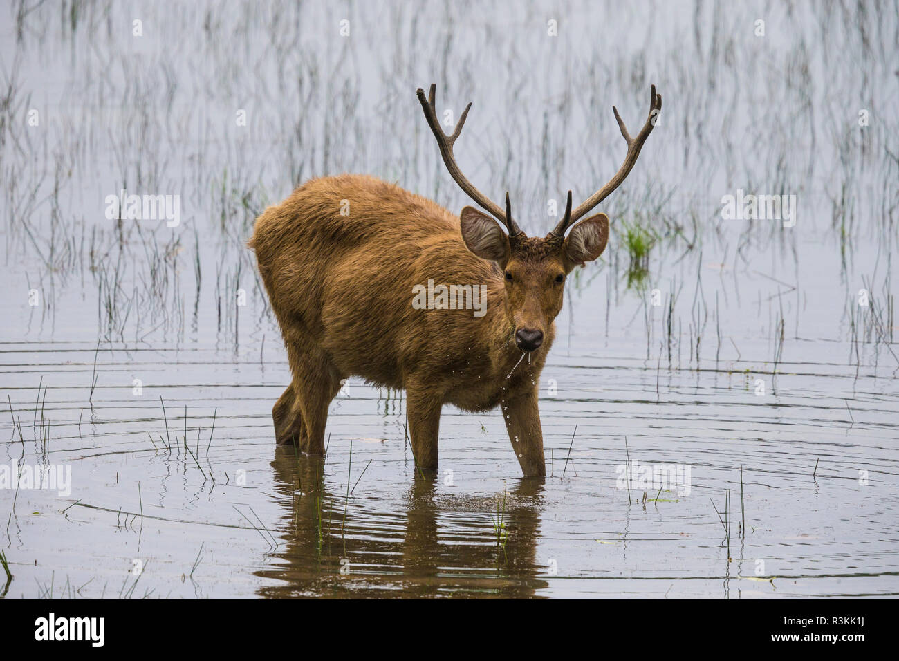 India. Barasingha, Southern swamp deer (Rucervus duvaucelii branderi ...