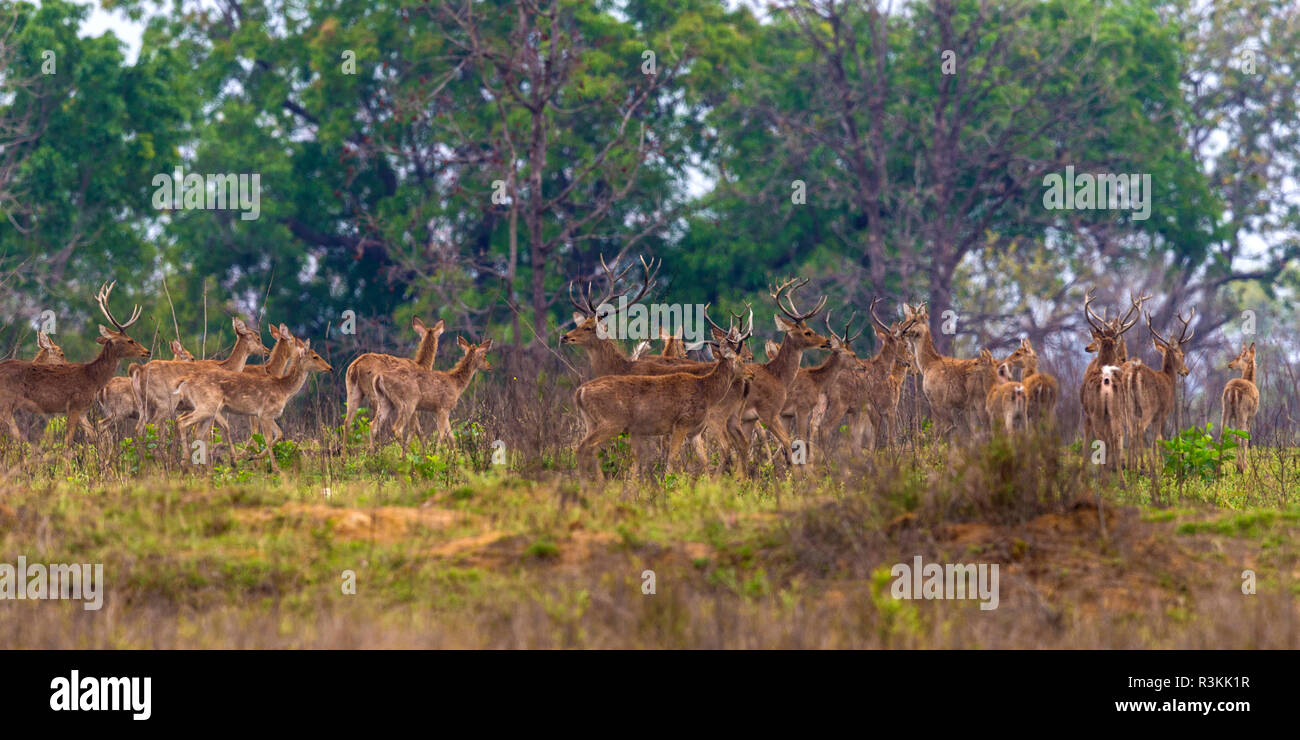 India. Barasingha, Southern swamp deer (Rucervus duvaucelii branderi ...
