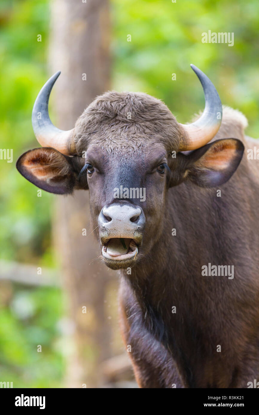 India. Gaur, Indian wild bison (Bos gaurus) at Kanha tiger reserve ...