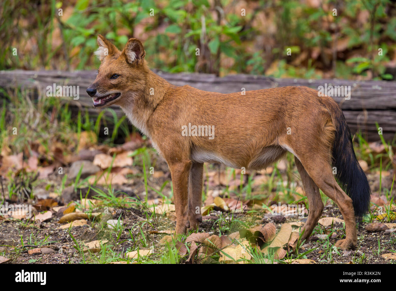India. Indian wild dog, Dhole (Cuon alpinus) at Kanha tiger reserve ...