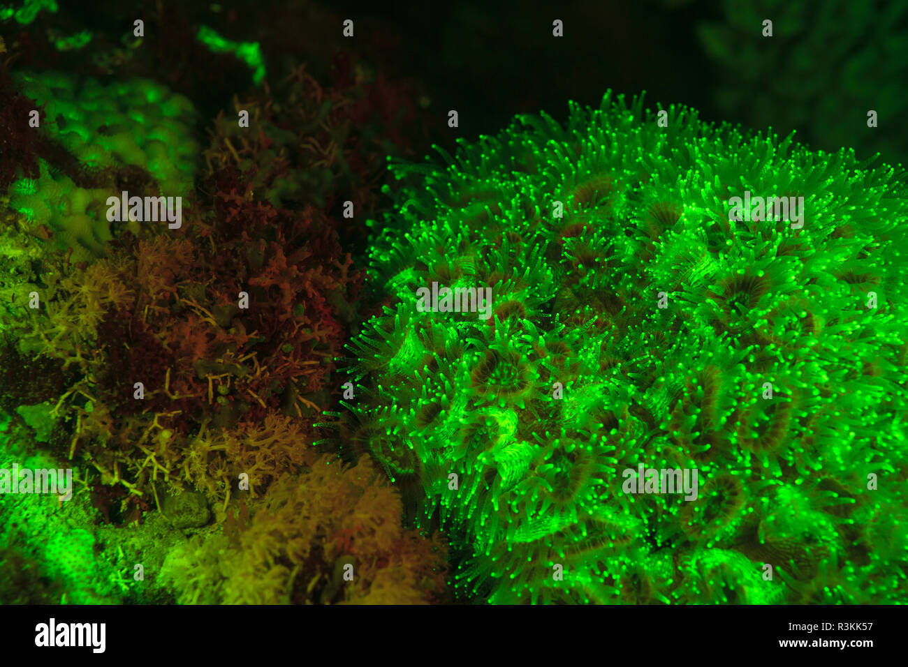 Natural occurring red fluorescing sponges (Leucetta sp.) and green hard ...