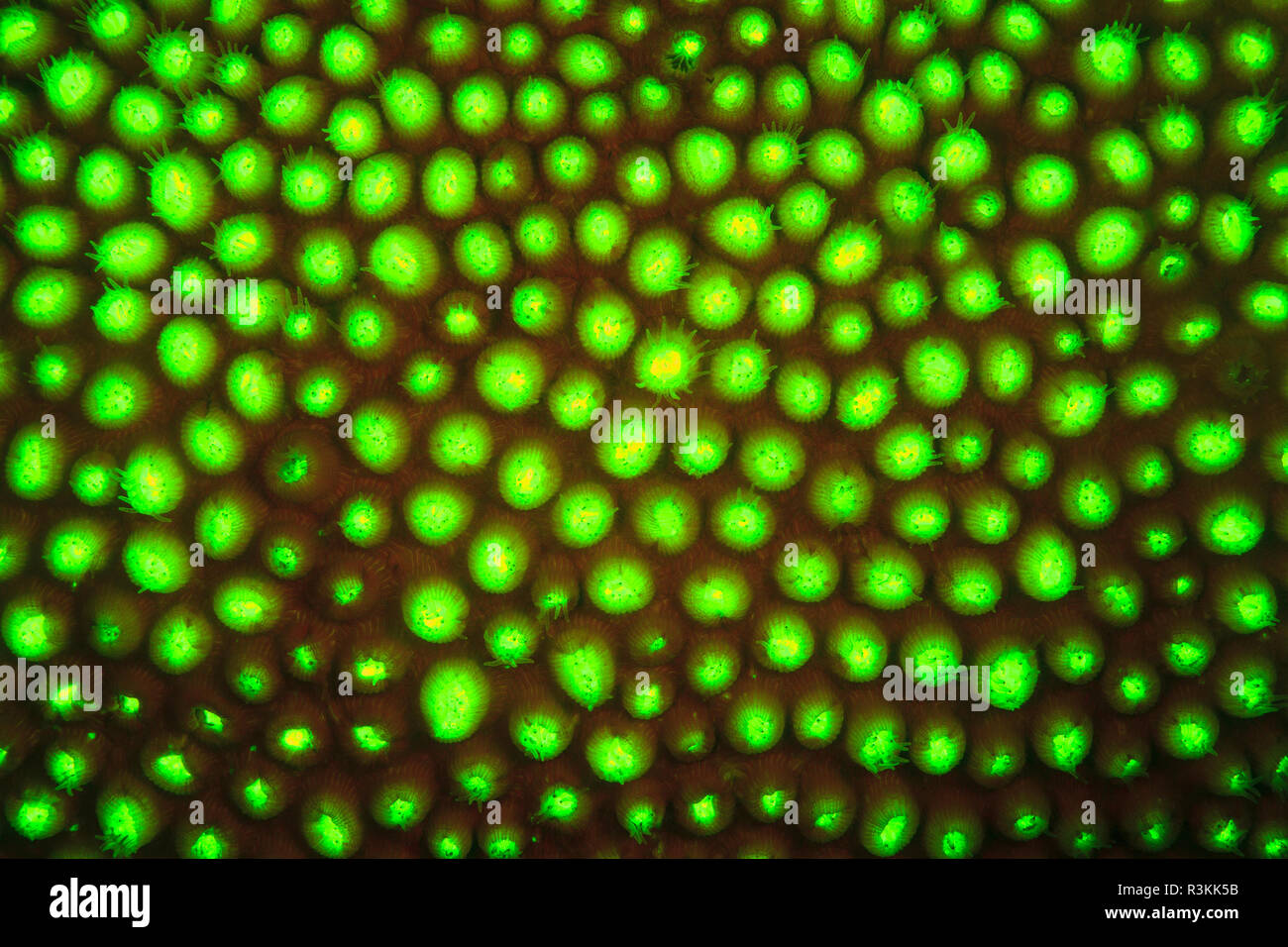 Natural occurring red fluorescing sponges (Leucetta sp.) and green hard ...