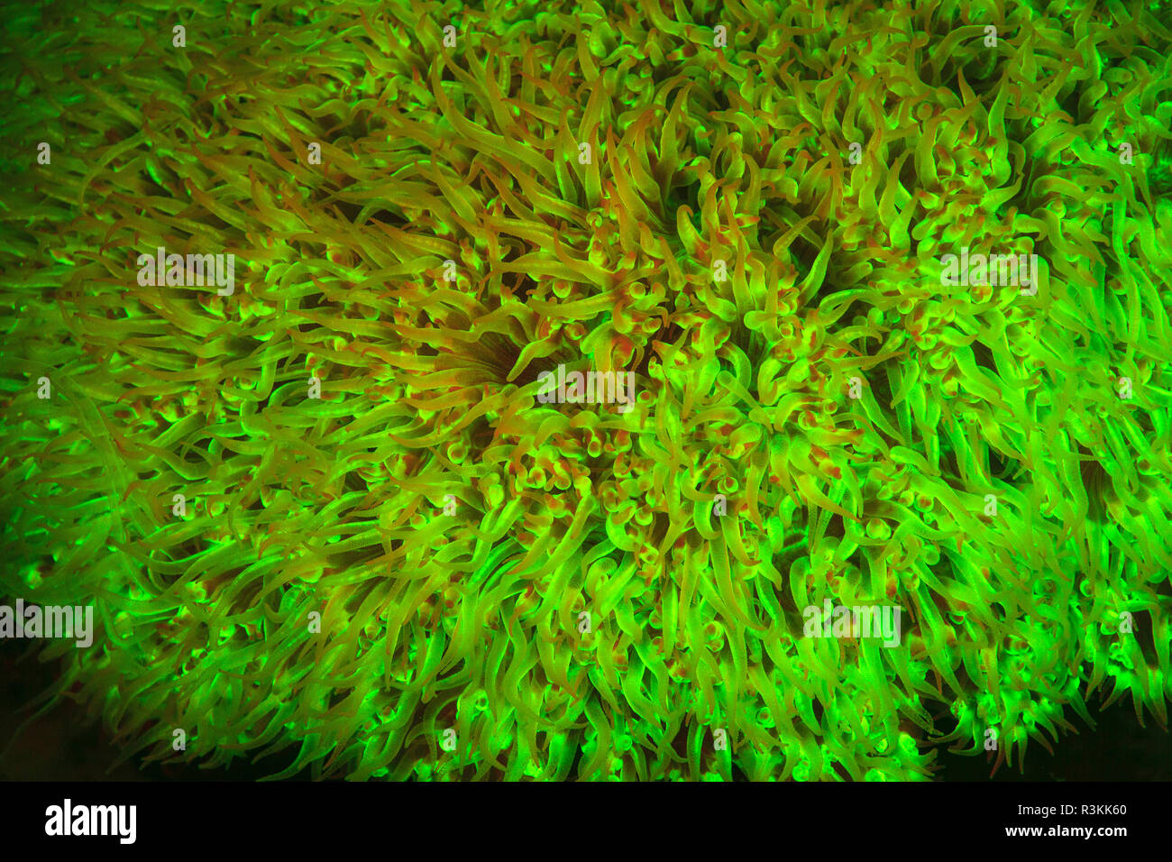 Natural occurring red fluorescing sponges (Leucetta sp.) and green hard ...