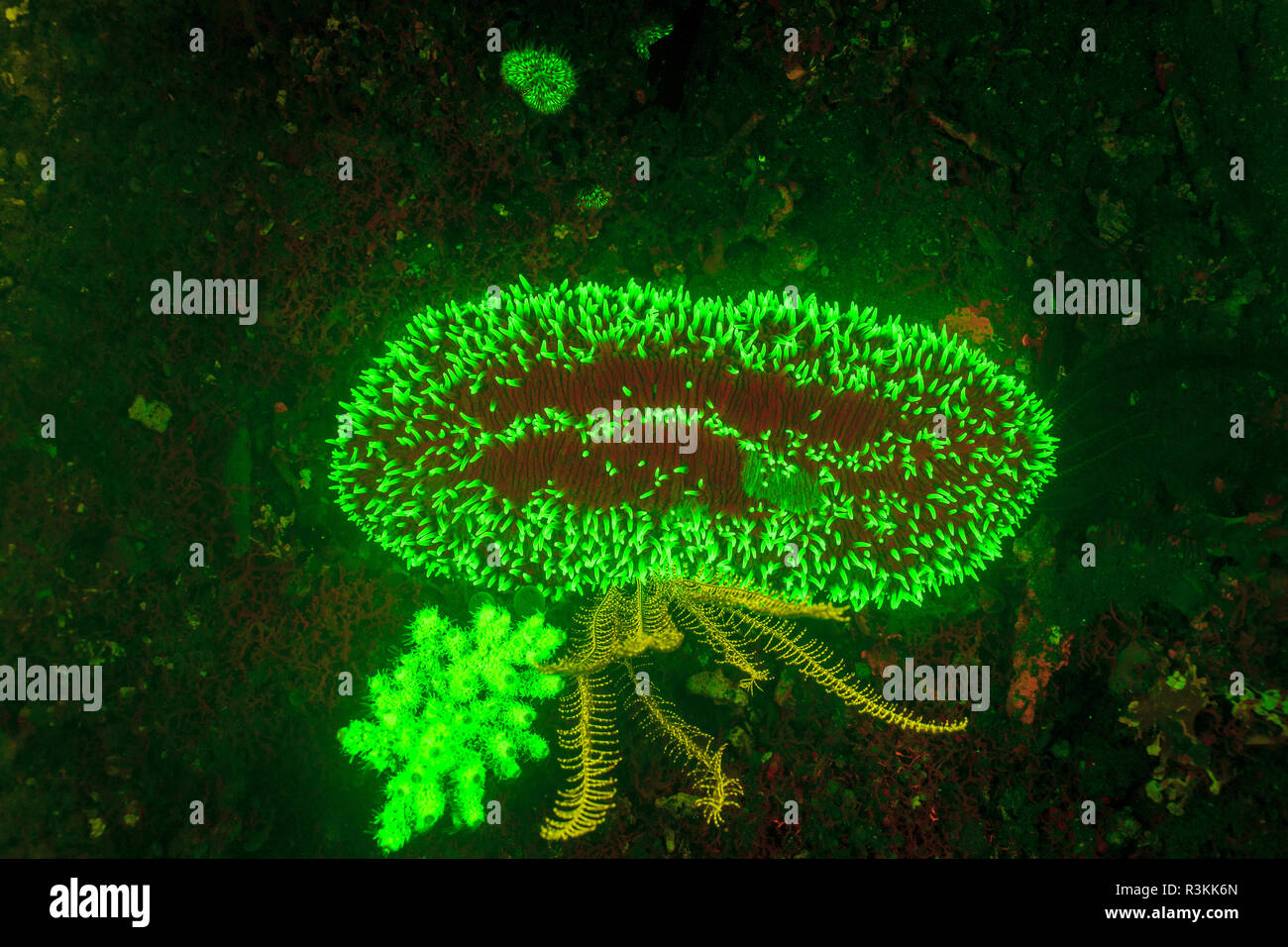 Fungia echinata hi-res stock photography and images - Alamy