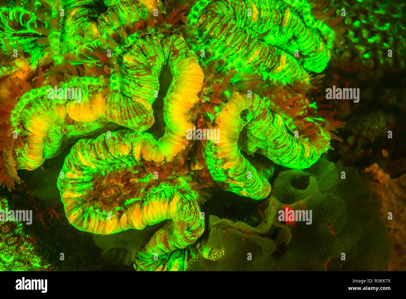 Natural occurring fluorescence in underwater hard corals (Tracbyphyllia ...