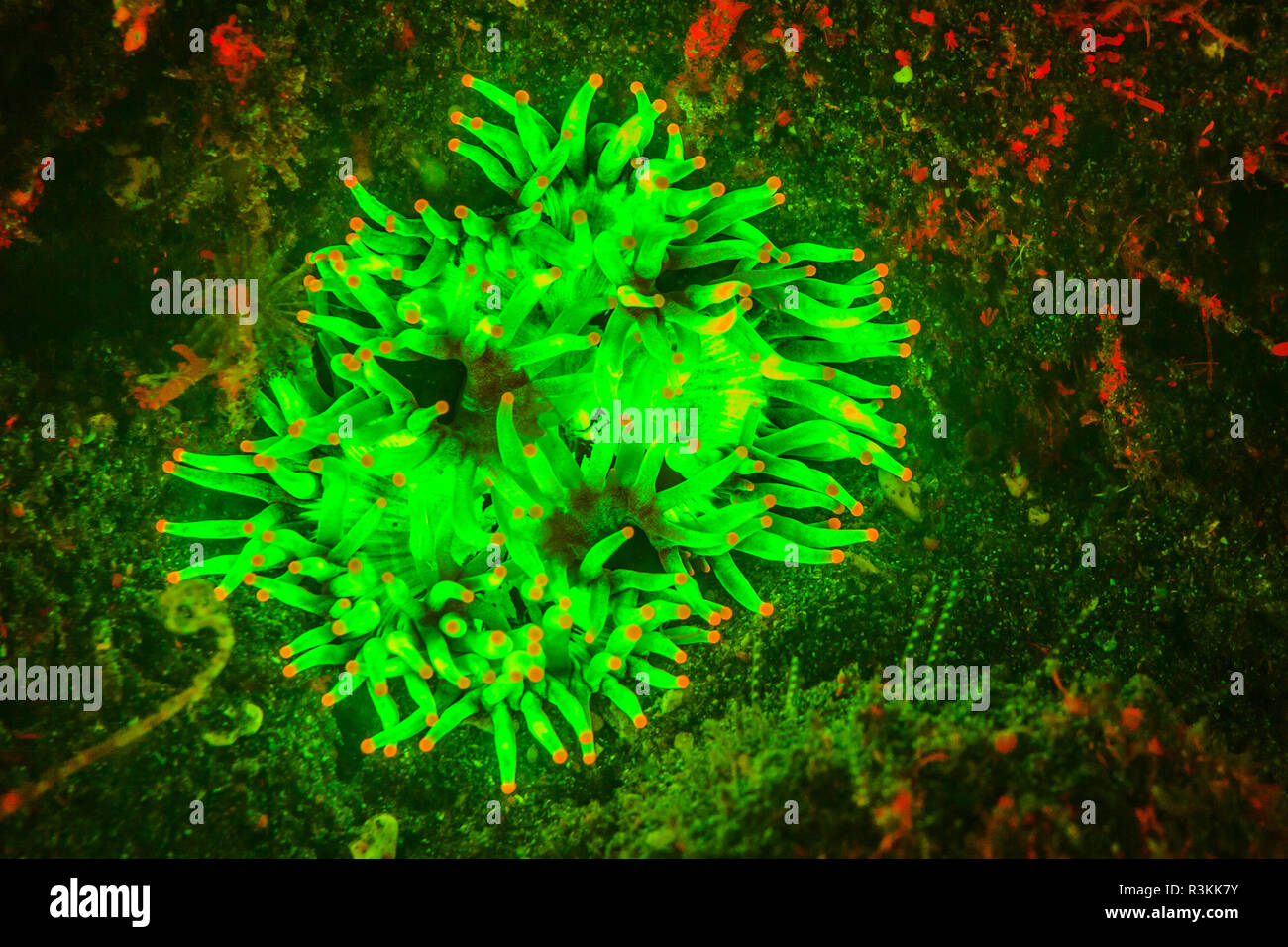 Red volcano sponge hi-res stock photography and images - Alamy