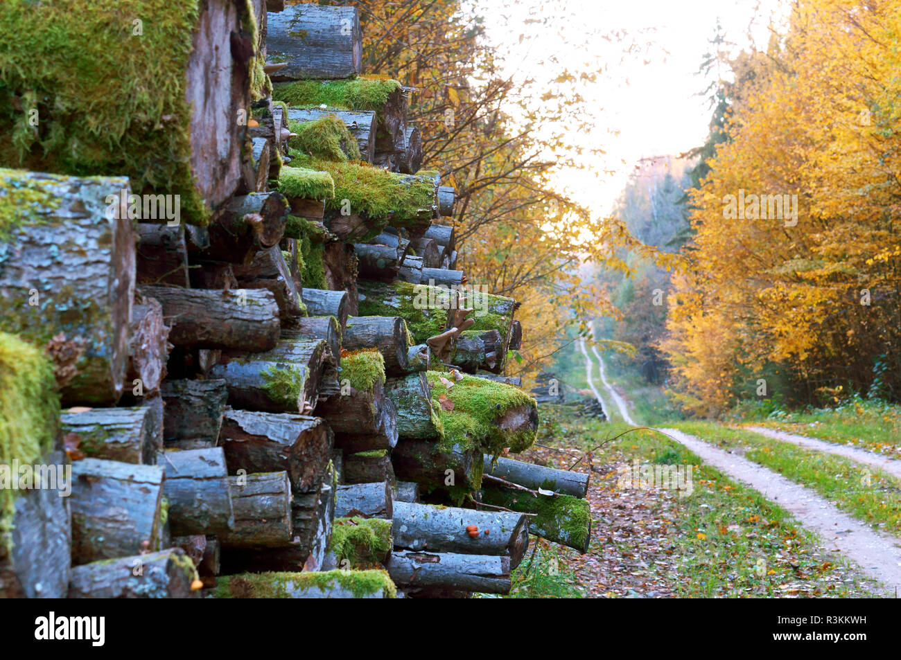 trunks of felled trees, felled trees and autumn forest, deforestation ...