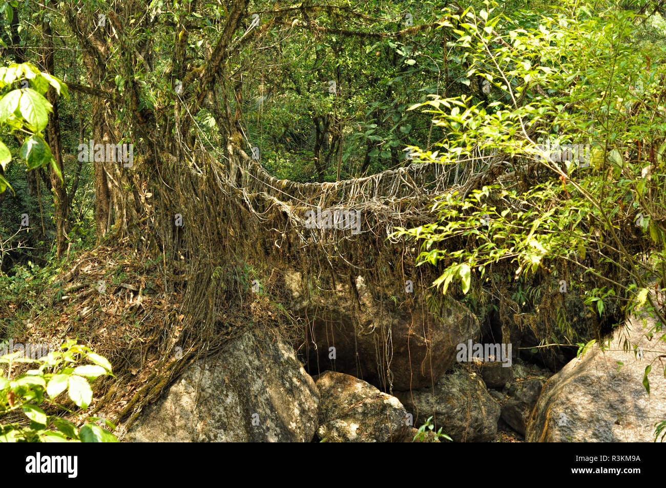 Ficus tree bridge hi-res stock photography and images - Alamy