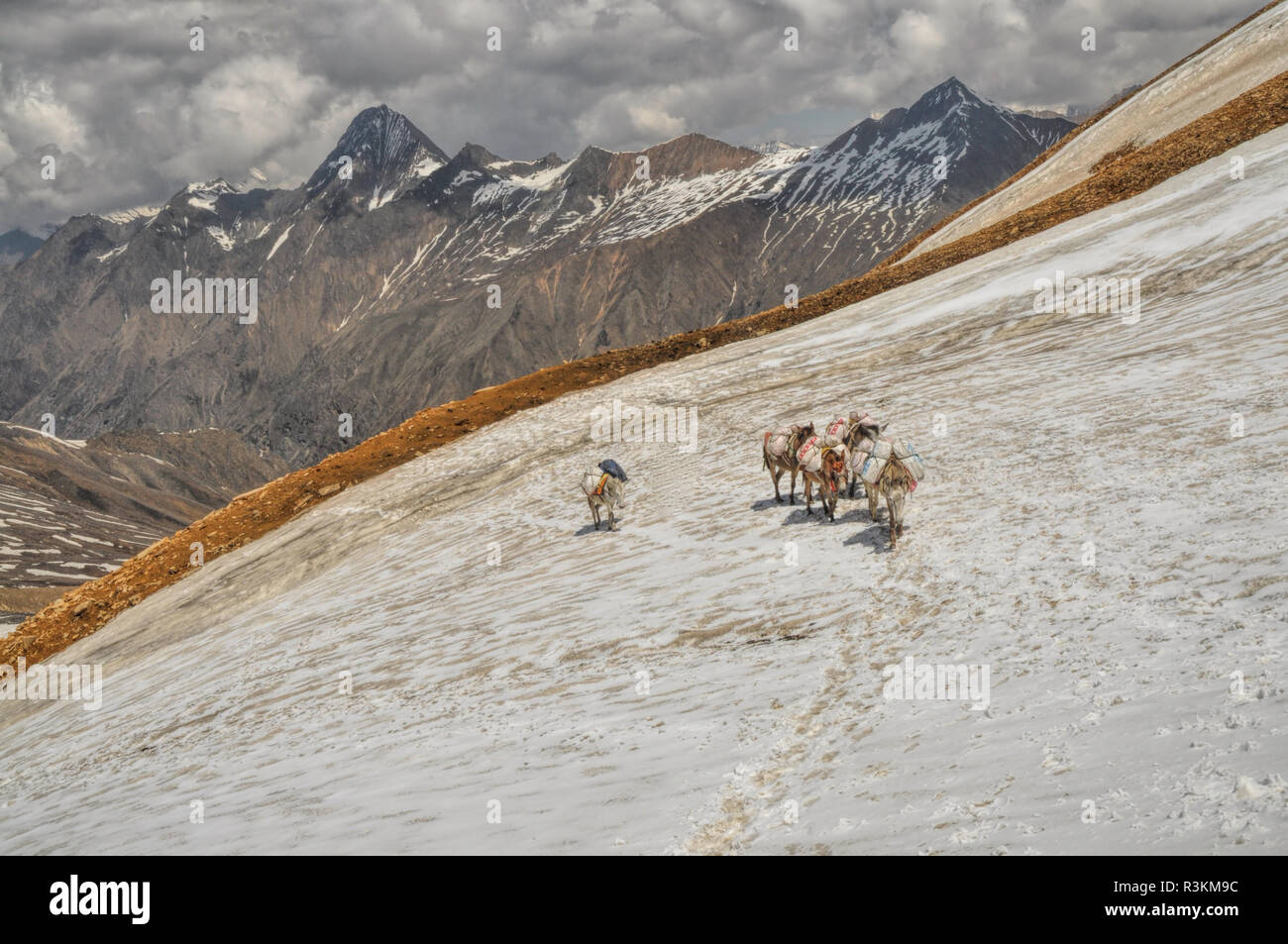 Donkey track trek hi-res stock photography and images - Alamy