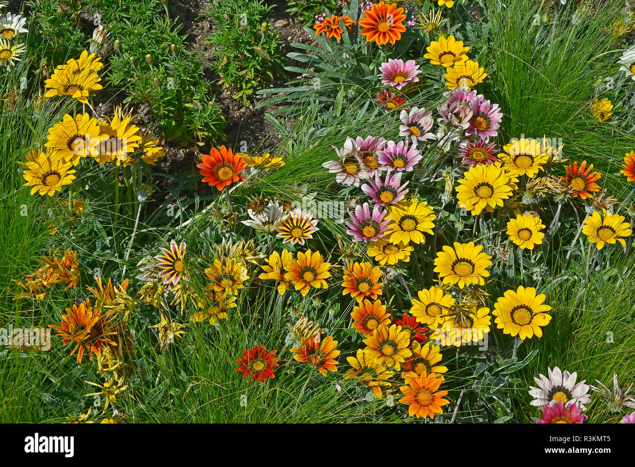 Gazania garden border hi-res stock photography and images - Alamy