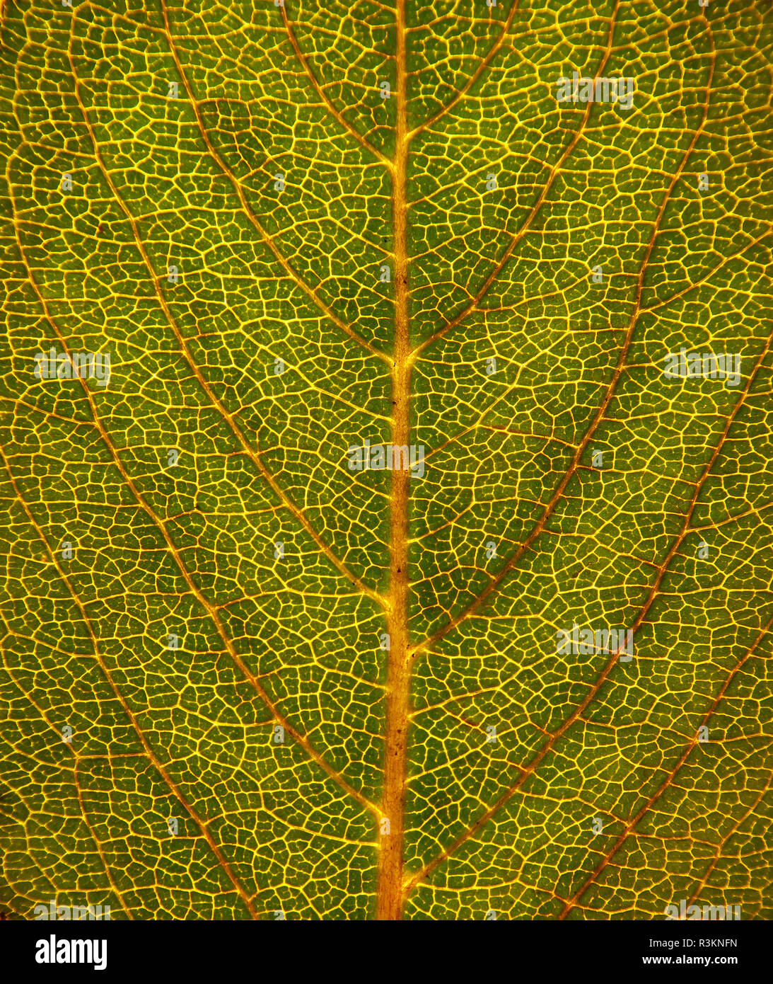 leaf structure / structure of leaf Stock Photo - Alamy