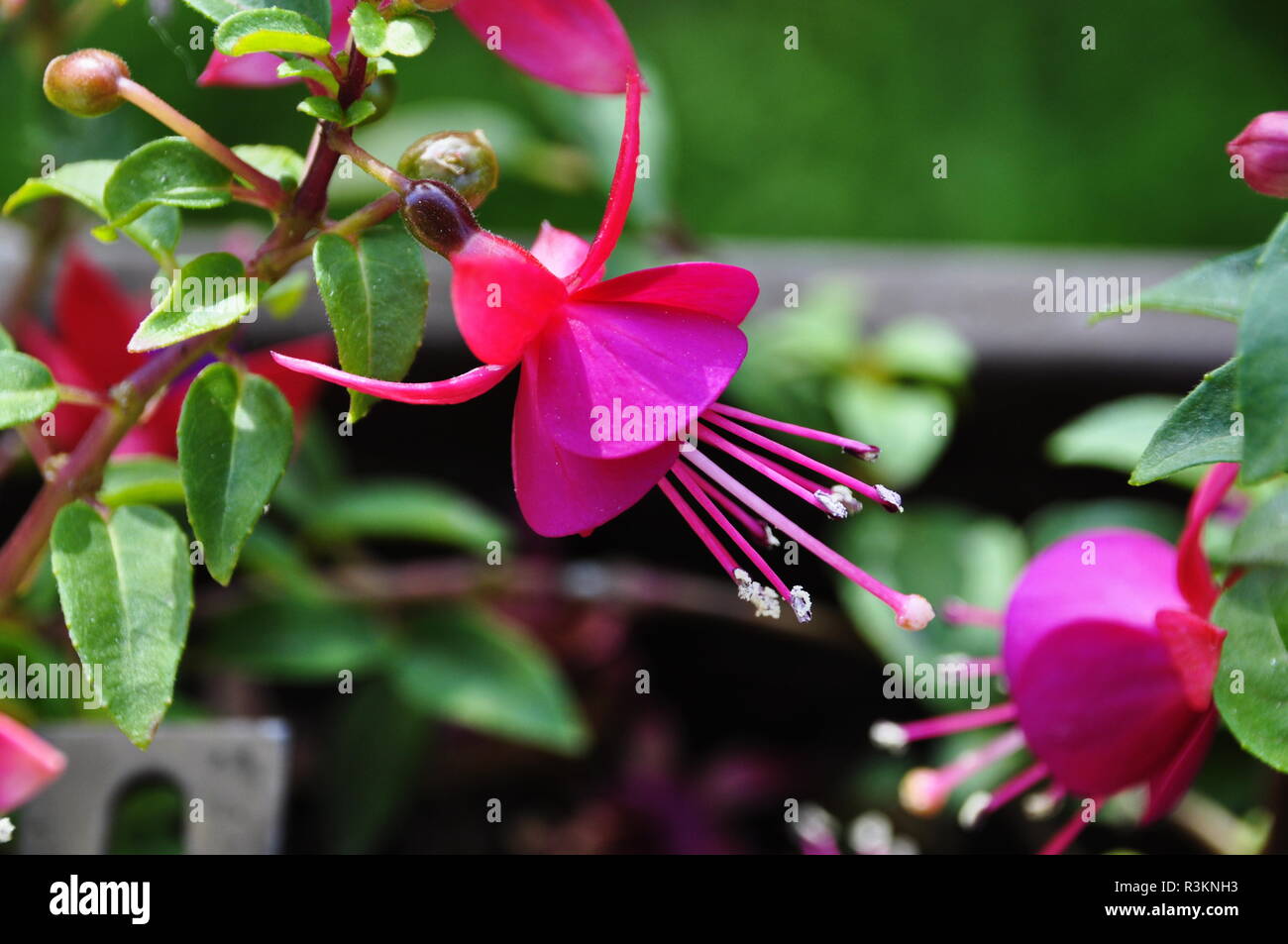 Fuchsias bloom hi-res stock photography and images - Alamy