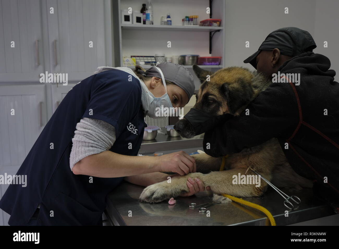 Professional vet hi-res stock photography and images - Alamy