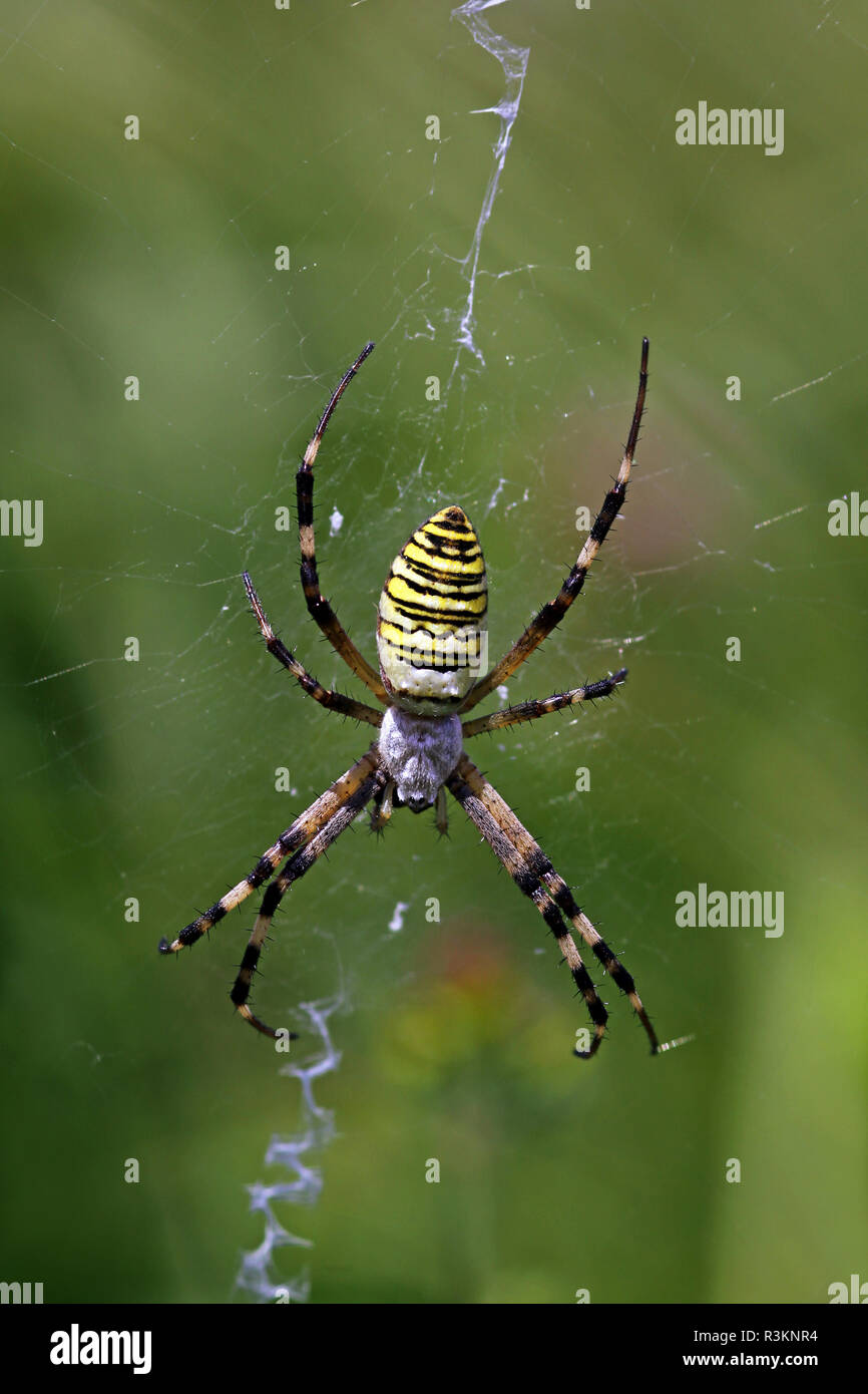 silk ribbon spider argiope bruennichi Stock Photo - Alamy