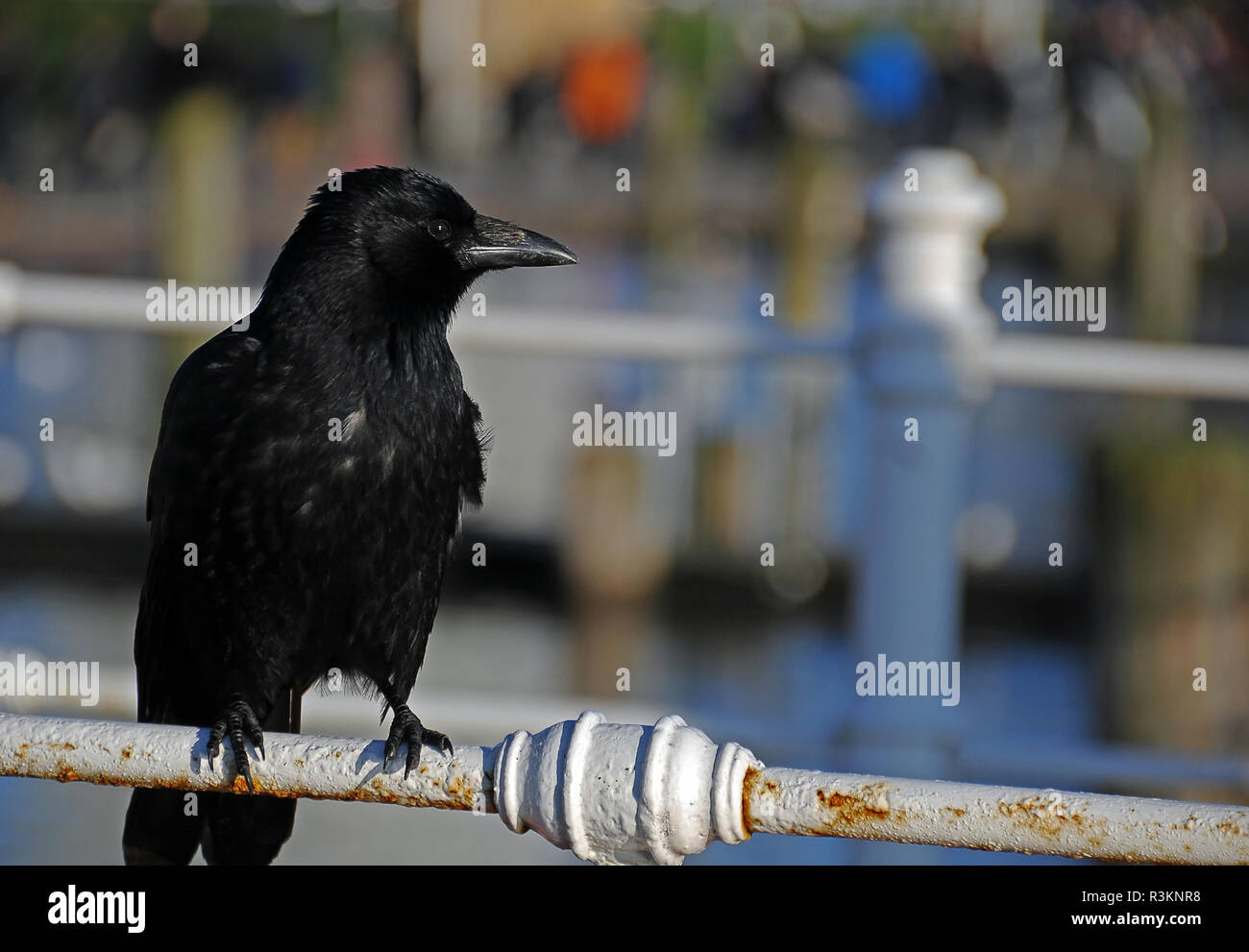crow on a railing Stock Photo - Alamy
