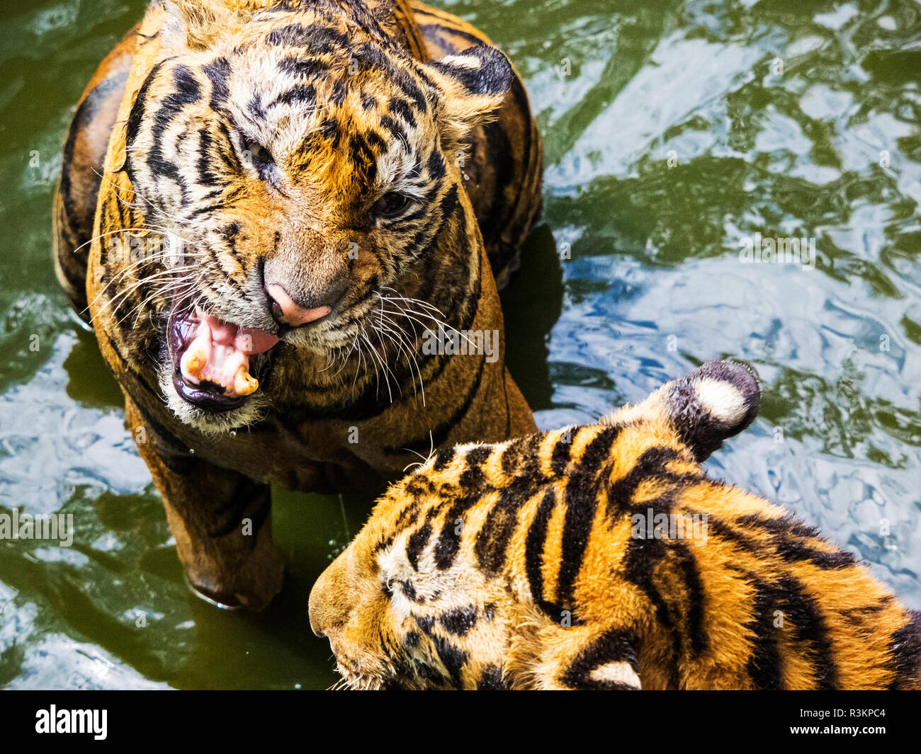 Thailand, Sriracha, Captive Tigers at Sriracha Tiger Zoo, a city on the ...