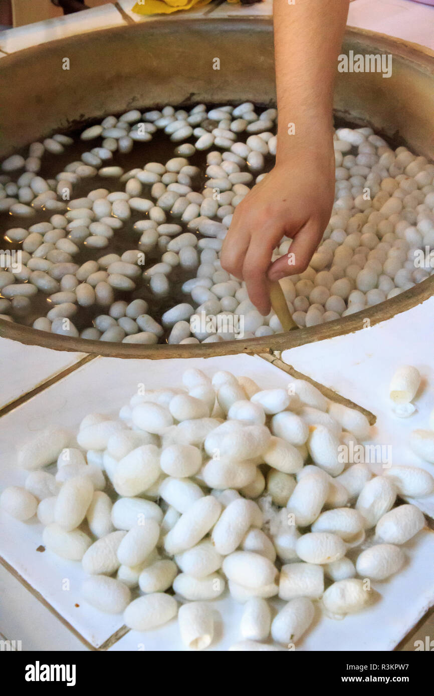Silk Cocoon Processing