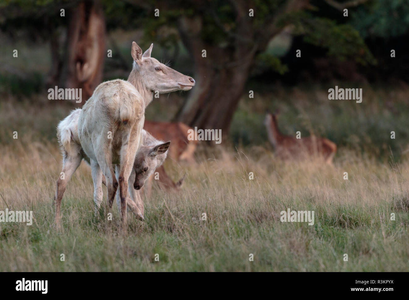 White hind in Jaegersborg dyrehaven in nice evening light, Jaegersborg ...