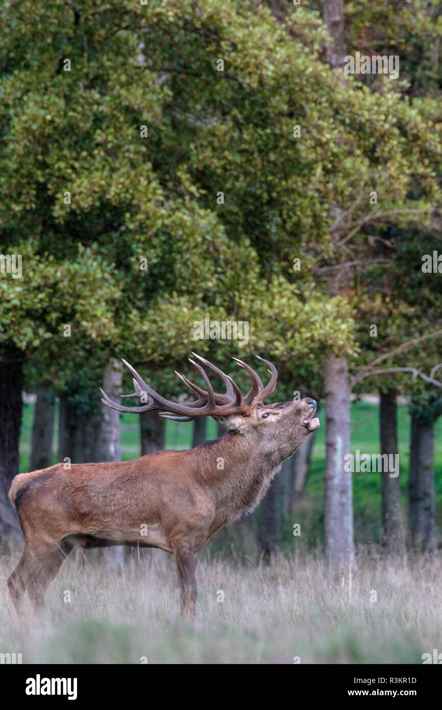 Stag during rutseason standing among trees bellowing, Jaegerborg ...