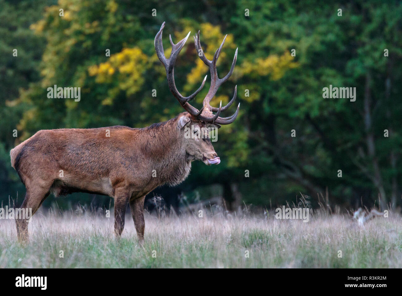 Stag during rutseason standing on a field with trees in background ...