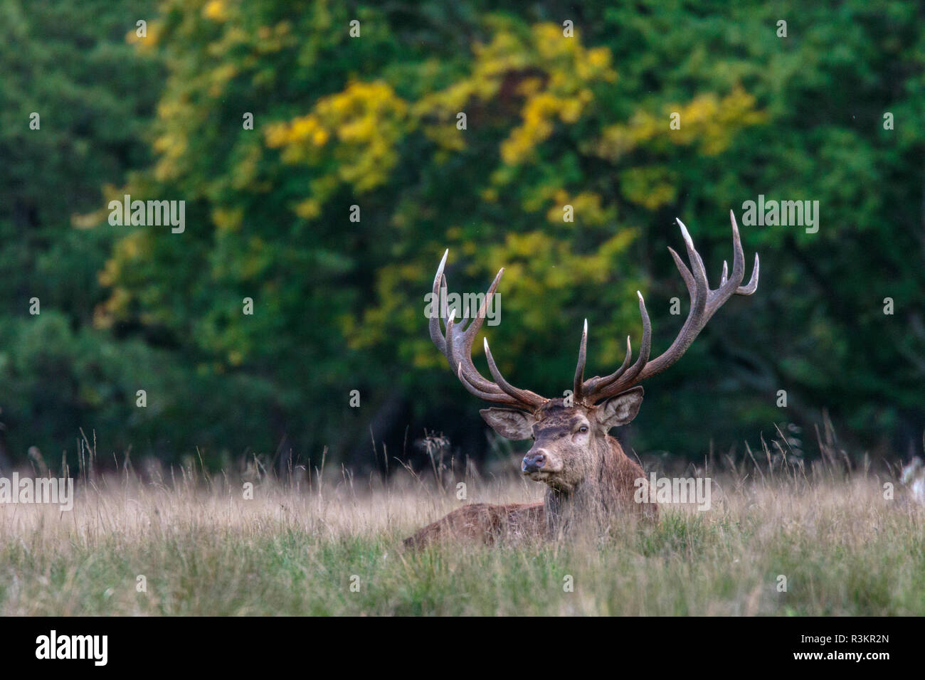 Stag during rutseason lying down on a field with trees in background ...
