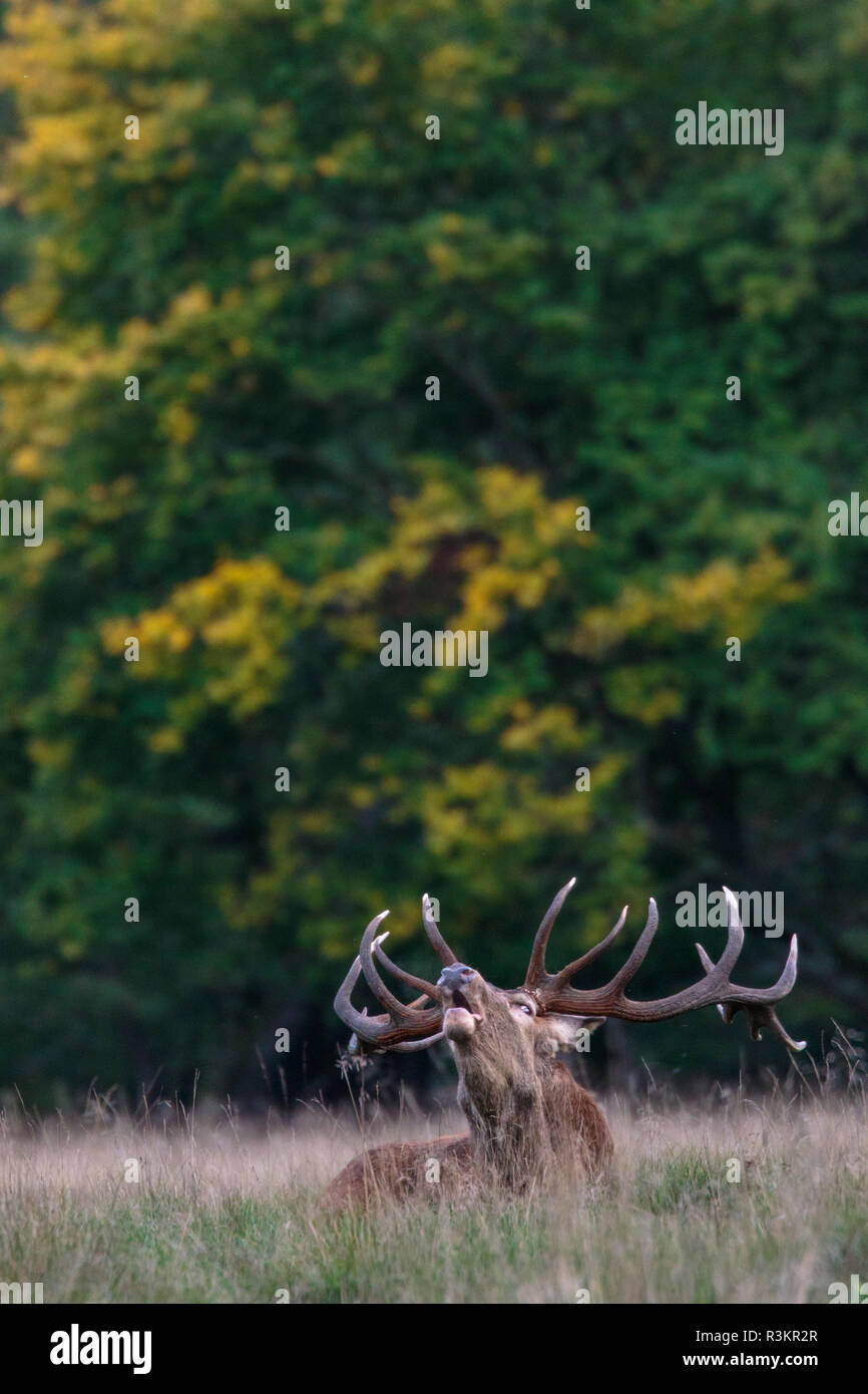 Stag during rutseason lying down on a field with trees in background ...