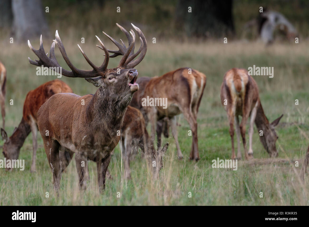 Dyrehaven Denmark High Resolution Stock Photography and Images - Alamy