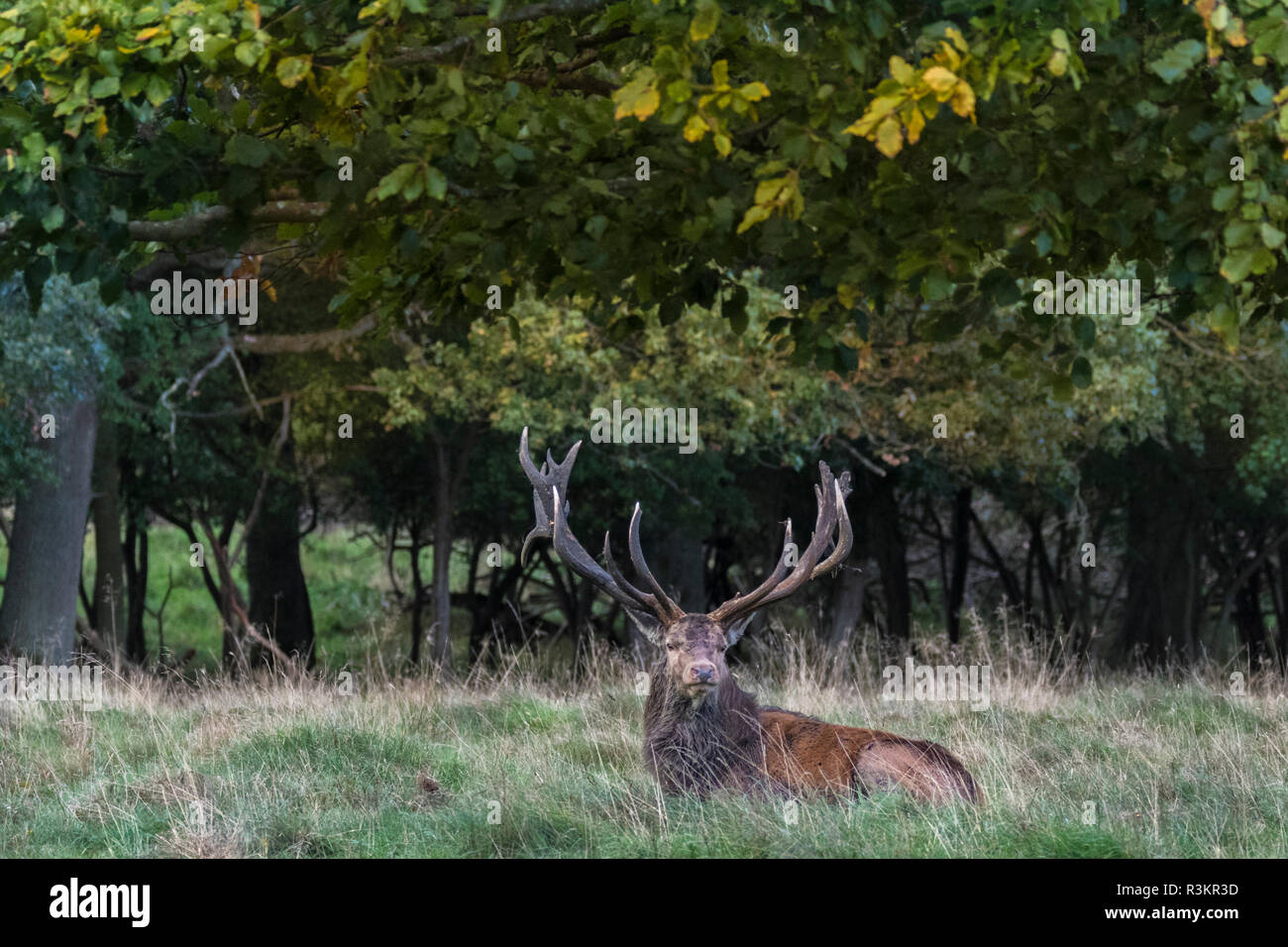 Stag during rutseason lying down, looking in to the camera, Jaegersborg ...