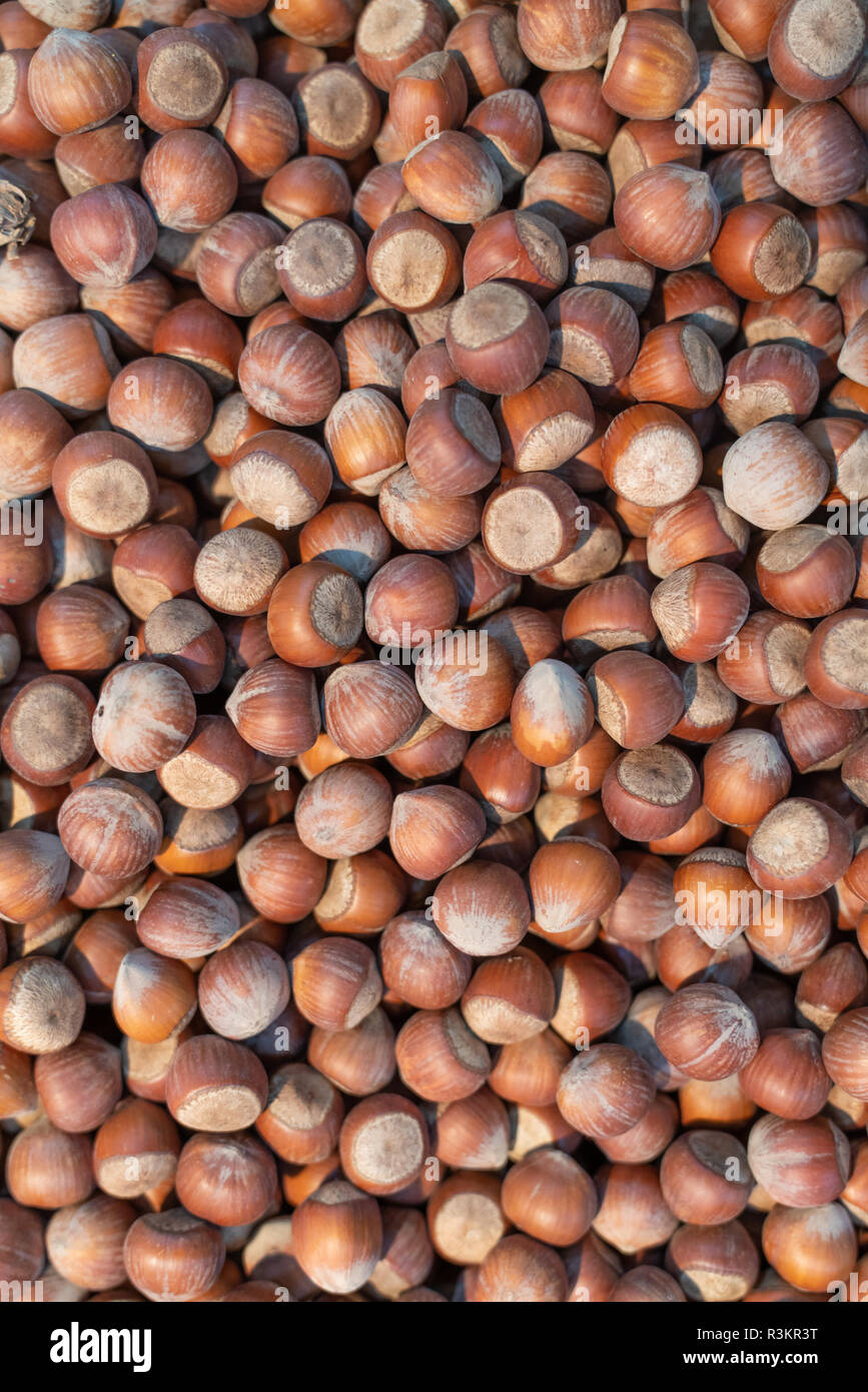 Hazelnut texture hi-res stock photography and images - Alamy