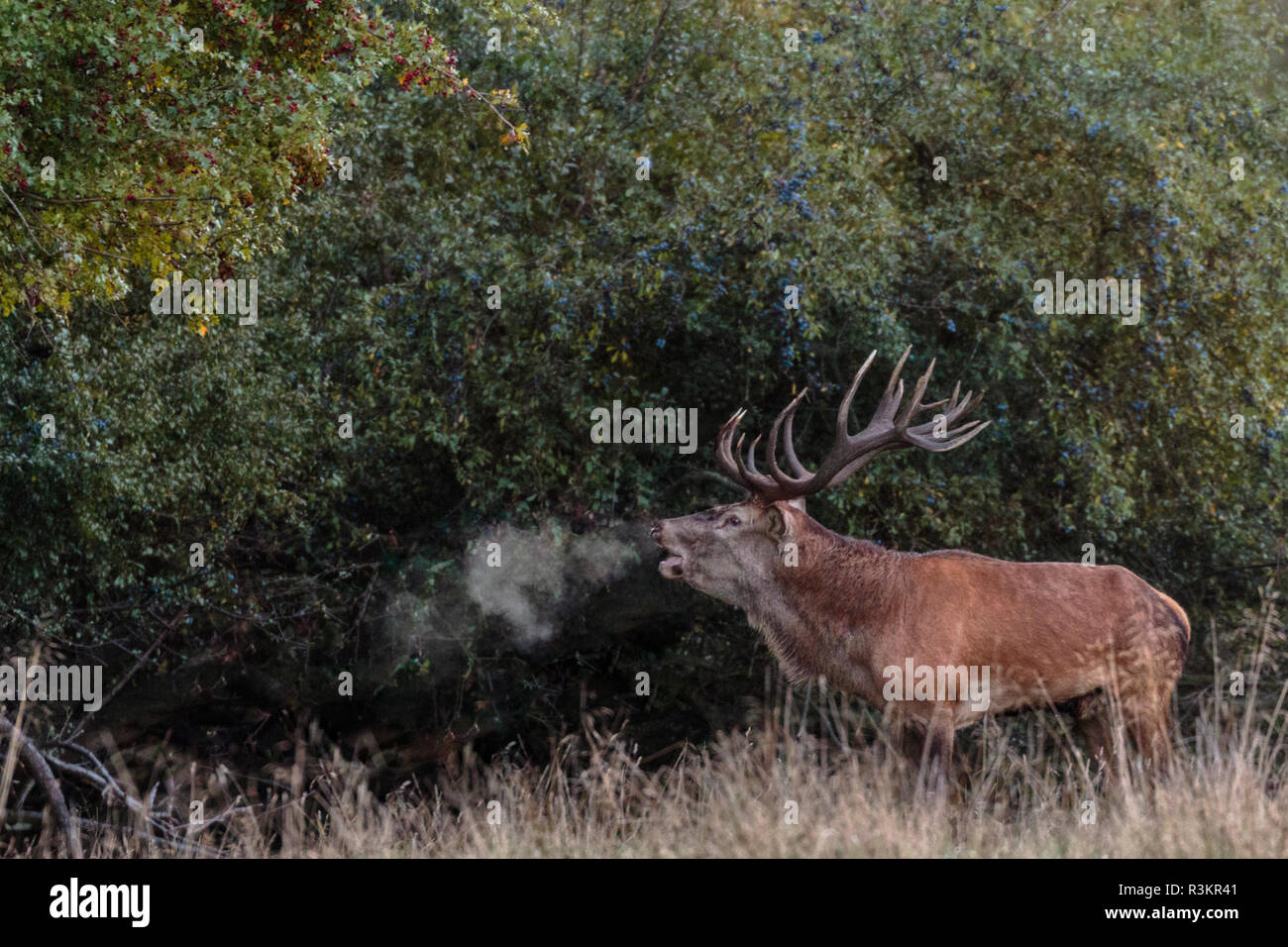 Smoke out animals hi-res stock photography and images - Alamy