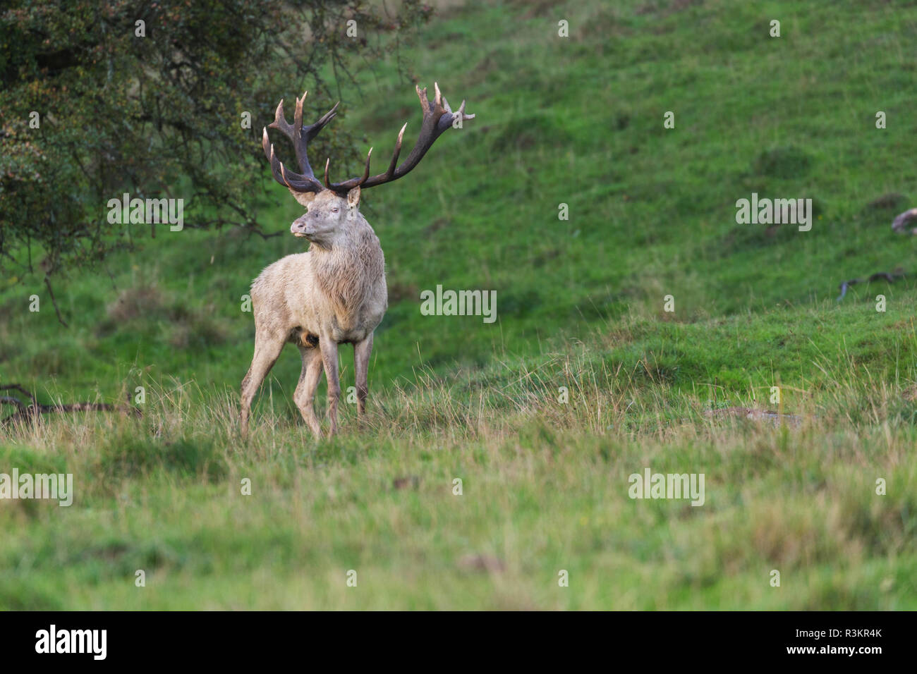 White stag during rutseason standing on a grass field looking in to the ...