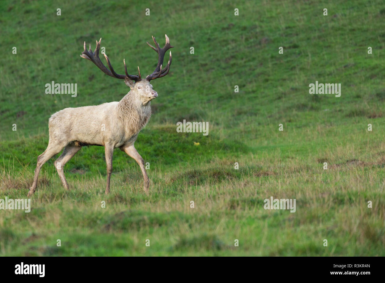 White stag during rutseason walking on a grass field looking in to the ...