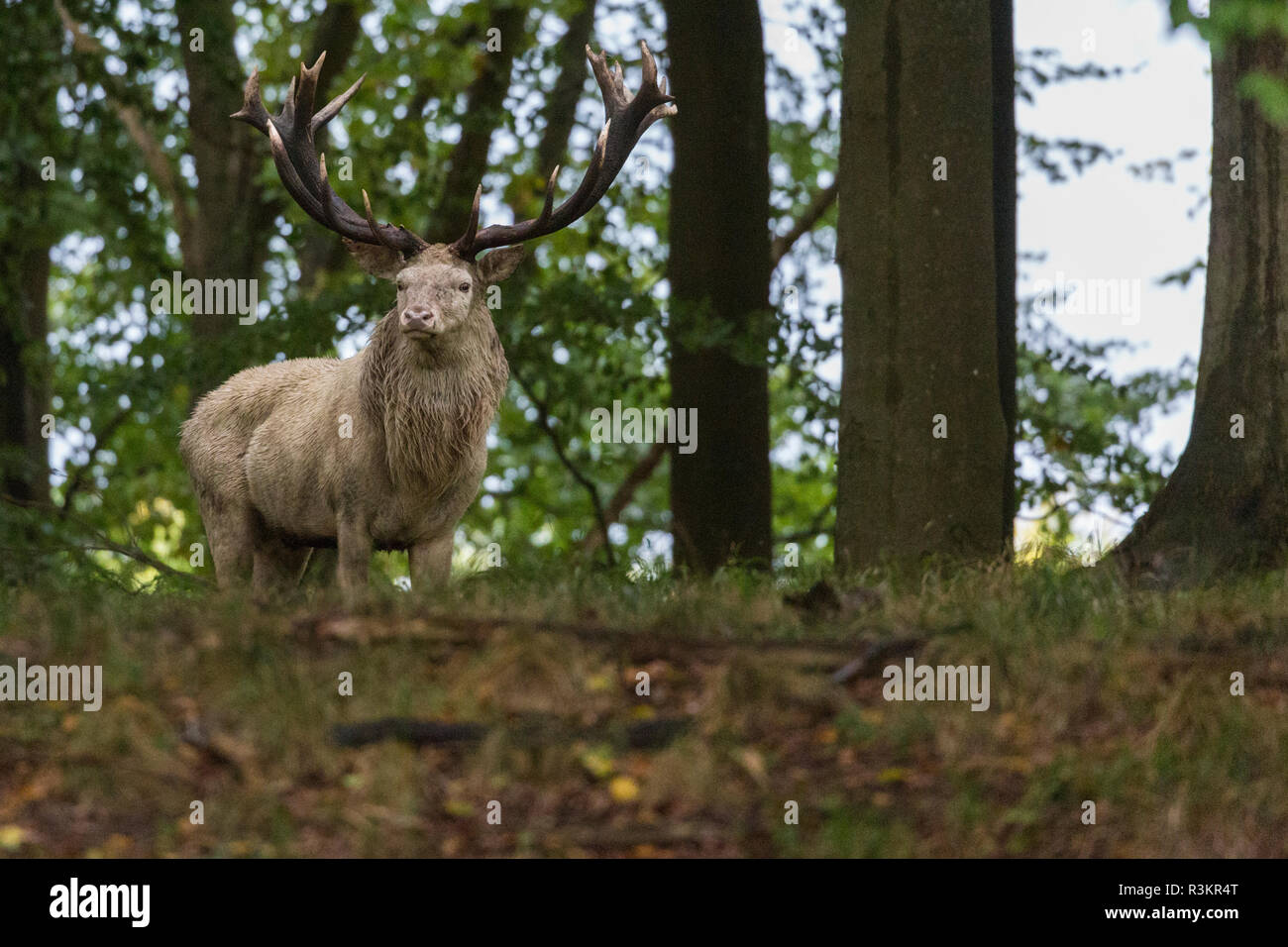 White stag during rutseason standing among trees, looking in to the ...