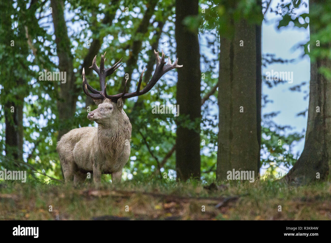 White stag during rutseason standing among trees, Jaegersborg dyrehaven ...