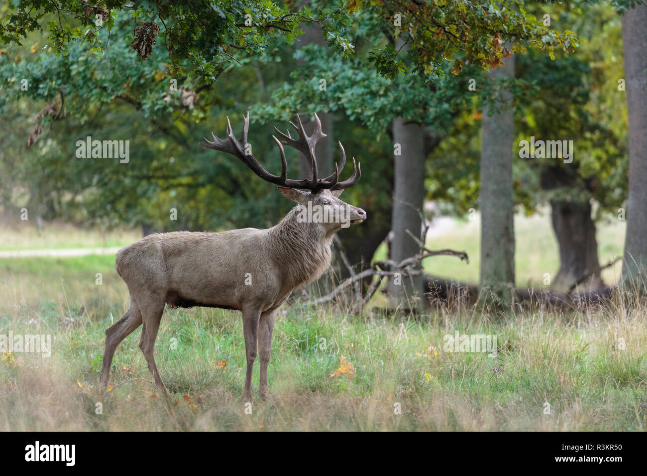 White stag during rutseason walking among trees, Jaegersborg dyrehaven ...