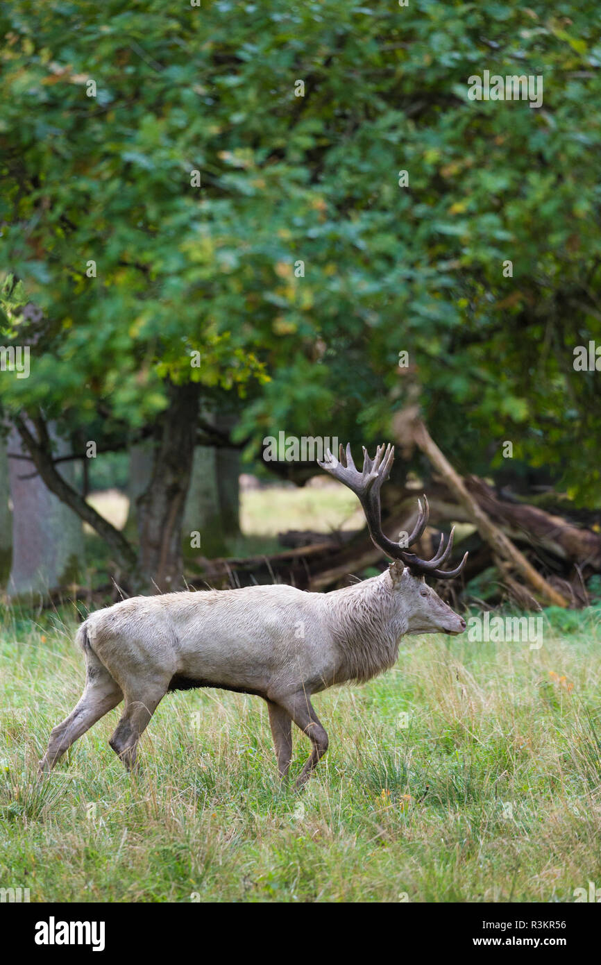 White stag during rutseason walking among trees, Jaegersborg dyrehaven ...