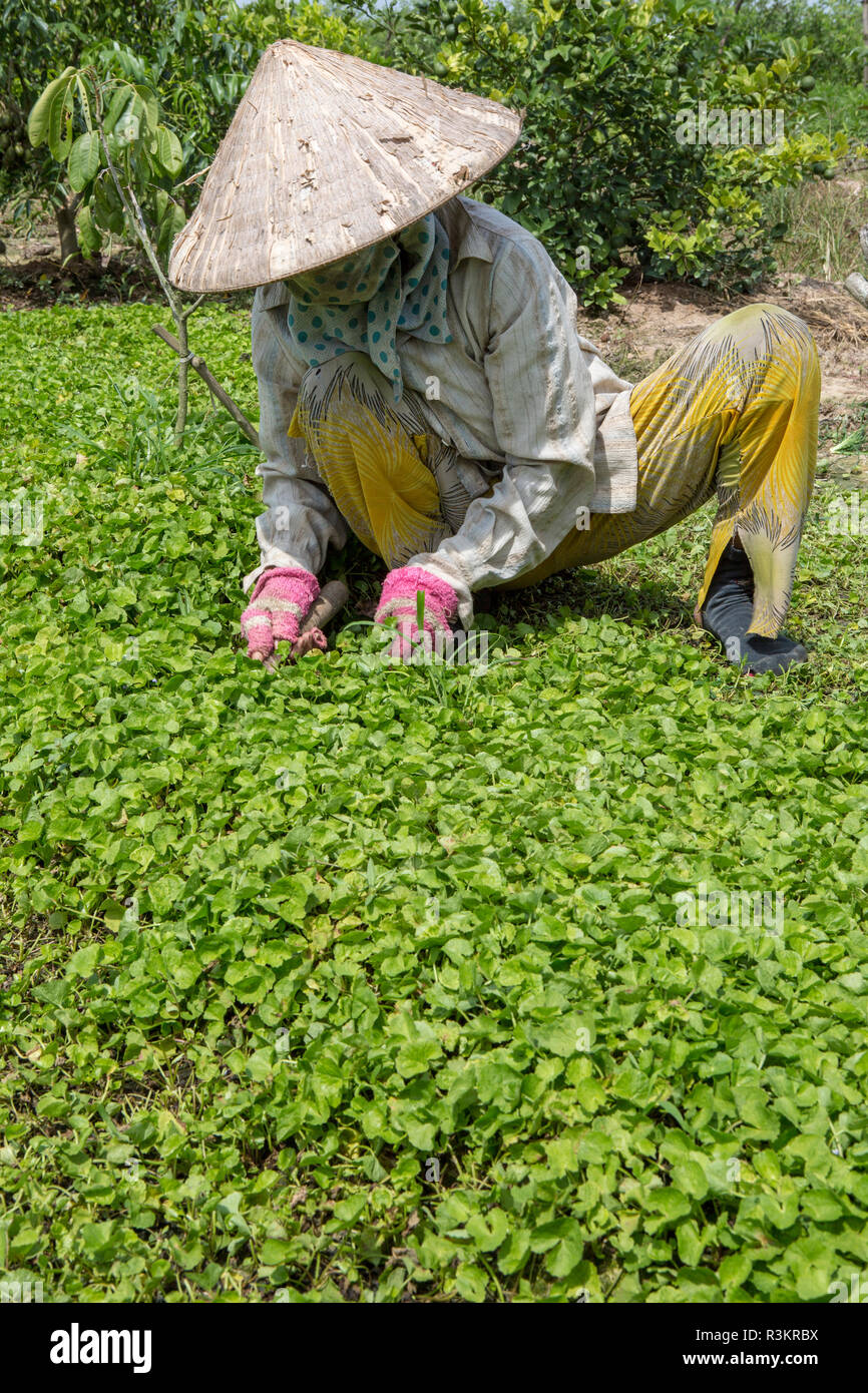 Manual field work hi-res stock photography and images - Alamy