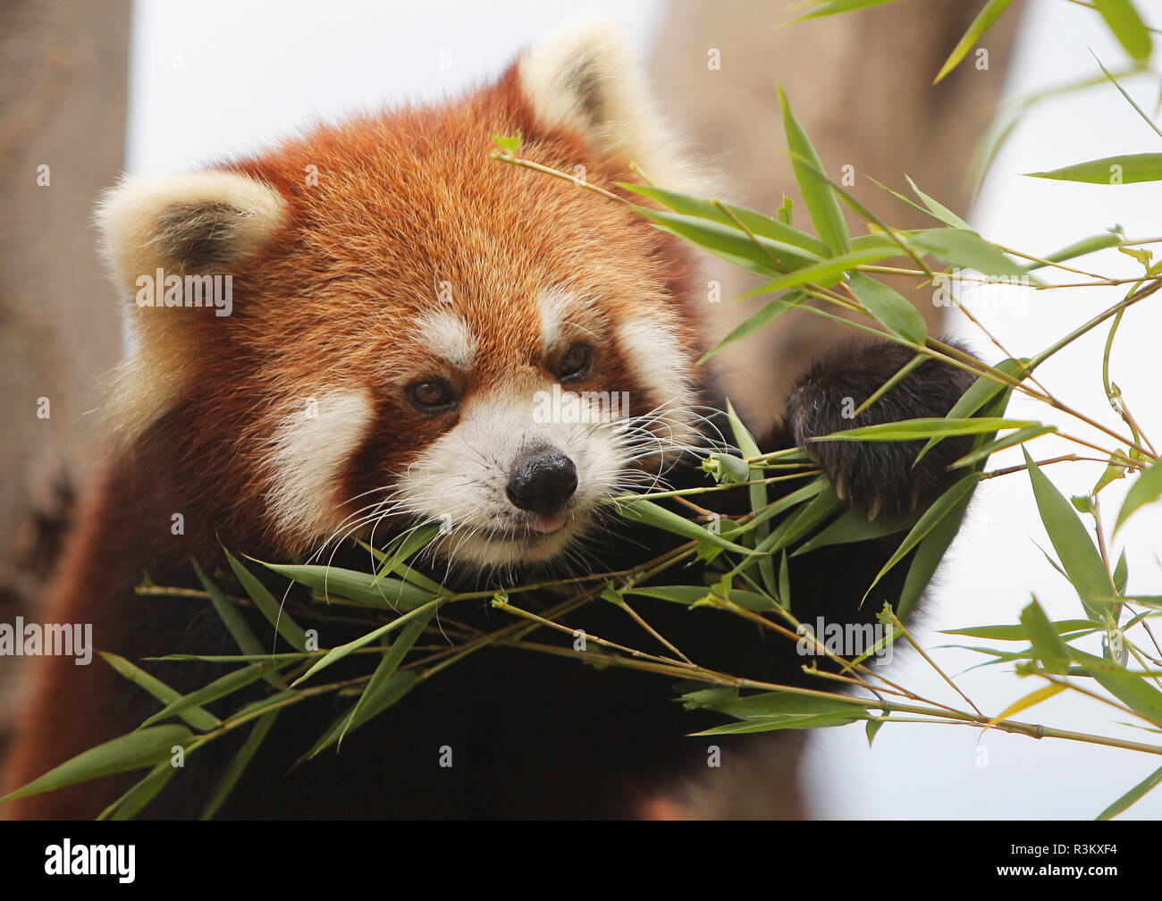 A red panda (Ailurus fulgens) is seen eating bamboo at the Indonesian ...