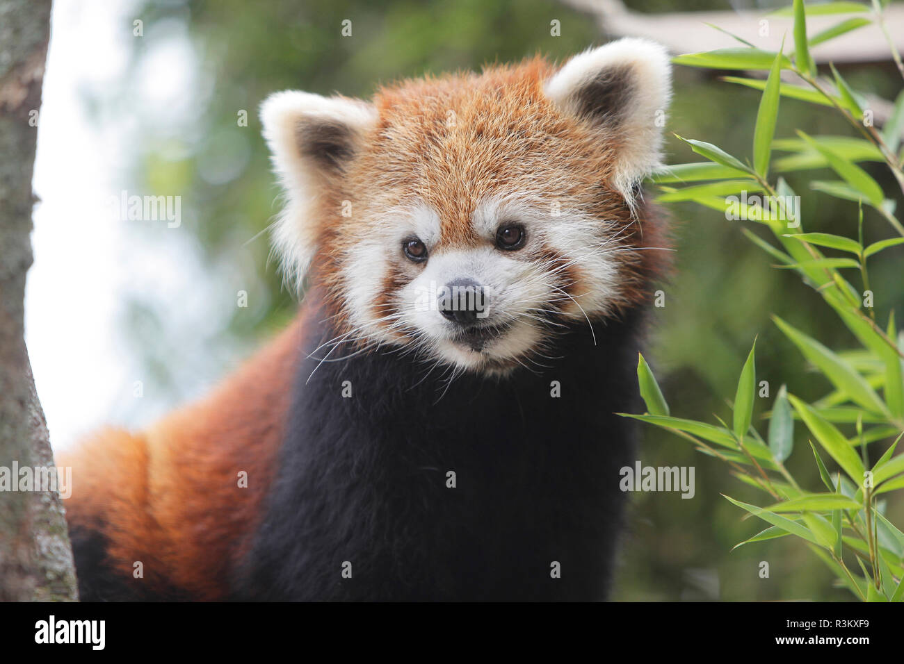 A red panda (Ailurus fulgens) seen at the Indonesian Panda Castle ...