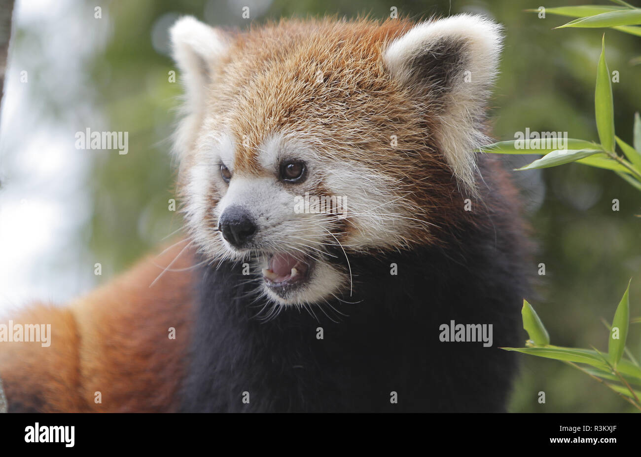 Bogor, West Java, Indonesia. 22nd Nov, 2018. A red panda (Ailurus ...