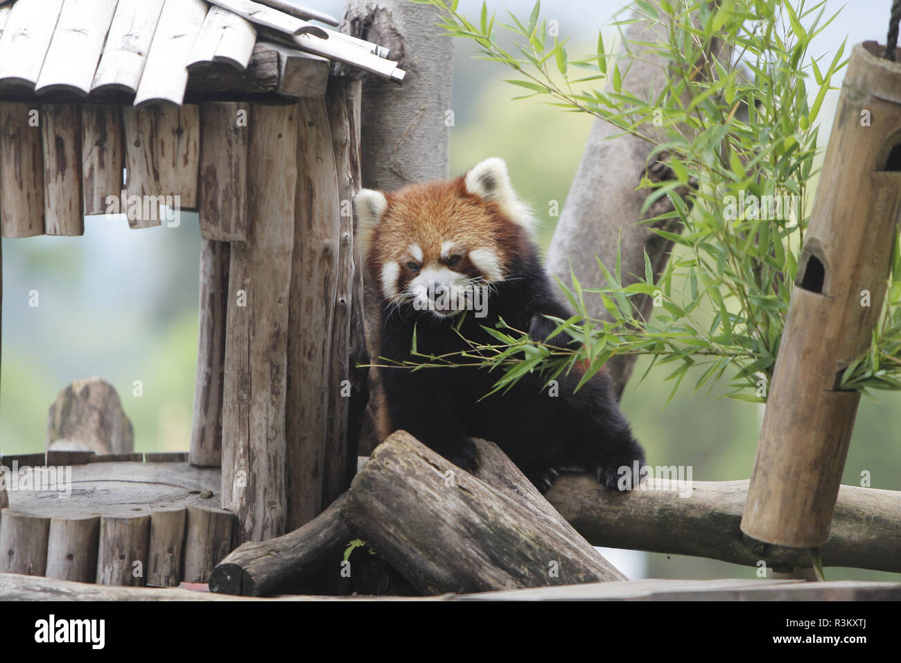 Indonesian panda castle hi-res stock photography and images - Alamy