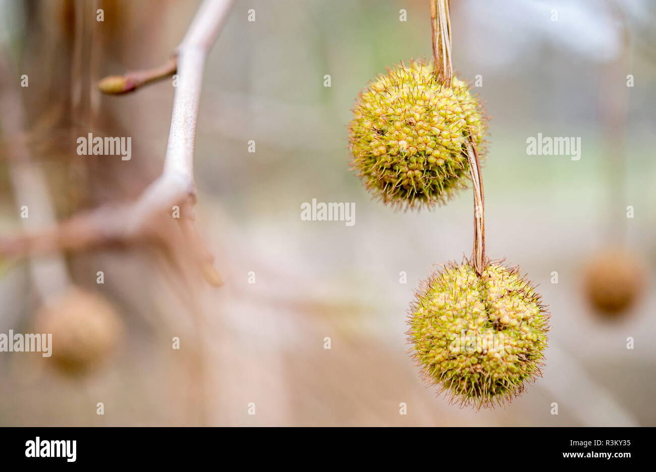 Hannover, Germany. 23rd Nov, 2018. The fruits of a plane tree hang from ...