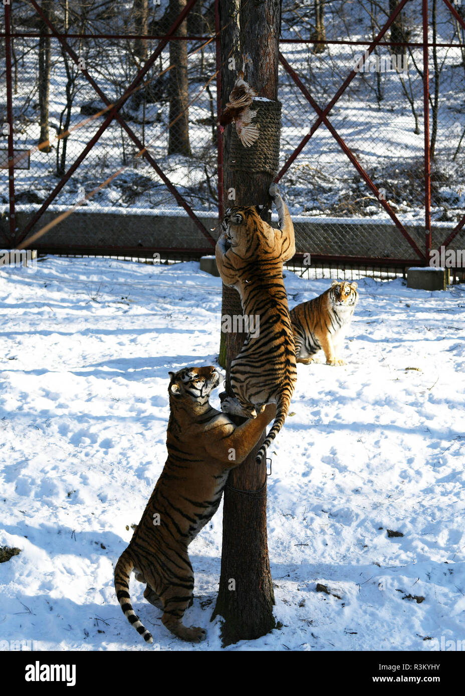 Tied to a tree hi-res stock photography and images - Alamy