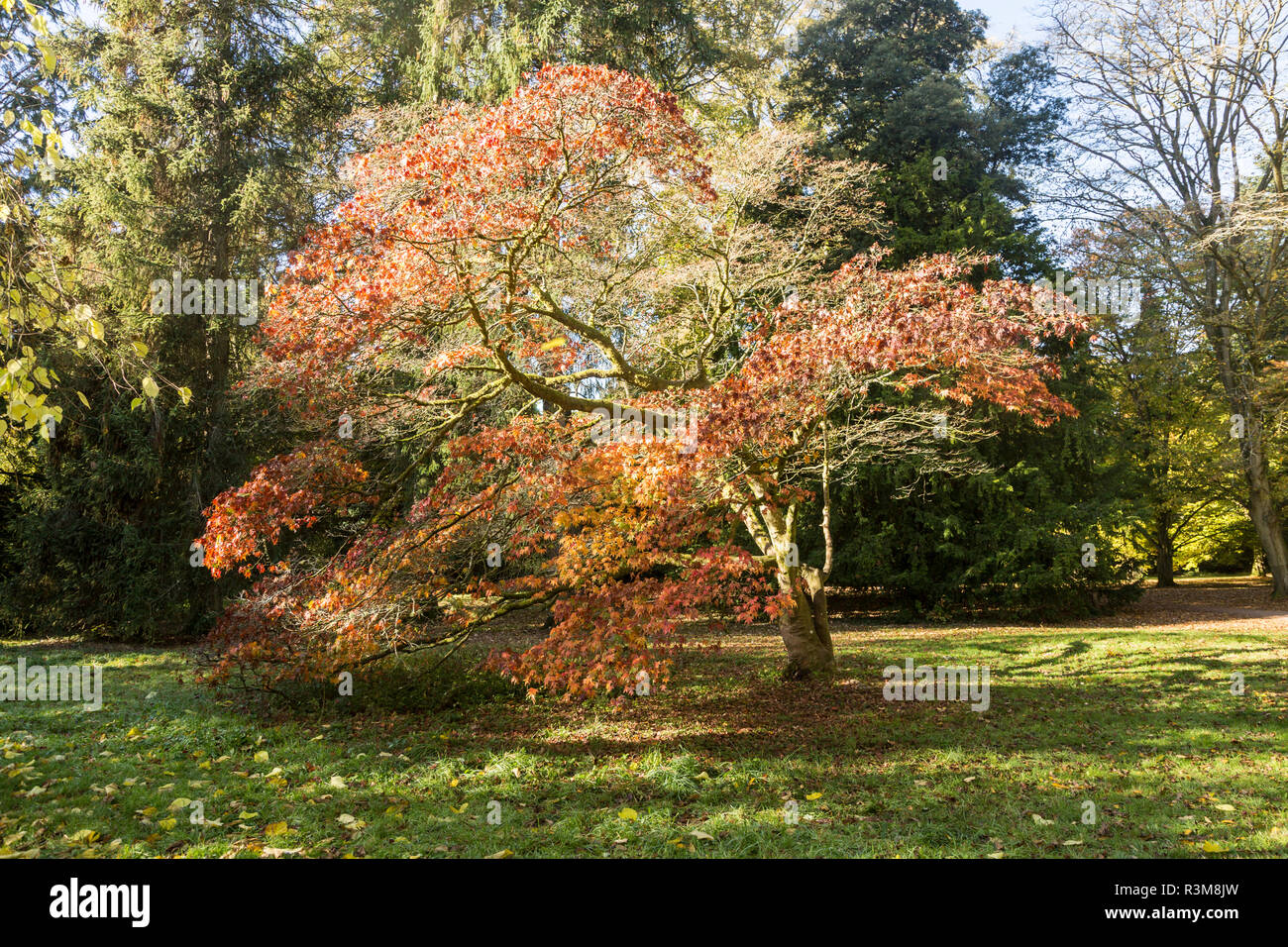 Japanese maple tree in autumn colour, Acer Palmatum, National arboretum ...
