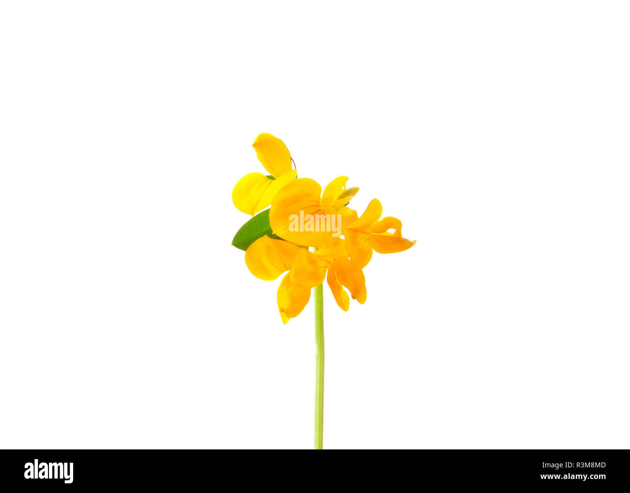 common horn clover (lotus corniculatus Stock Photo - Alamy