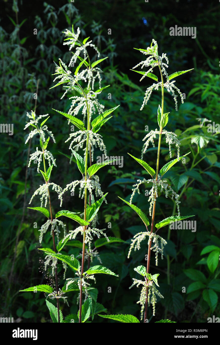 large nettle (urtica dioica Stock Photo - Alamy